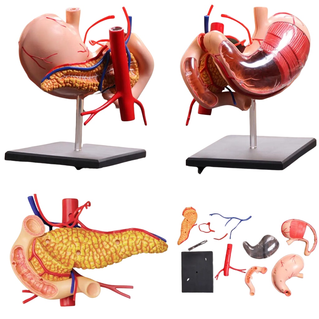 Modelo Anatômico Estômago Corpo Humano Anatomia Educação Saúde ...