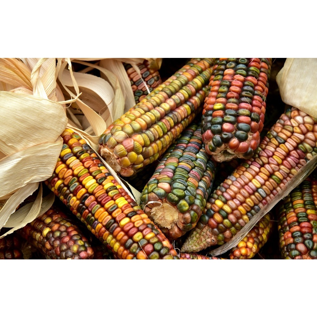 100 Sementes De Milho Colorido - Milho Crioulo Comprando hoje voce ...