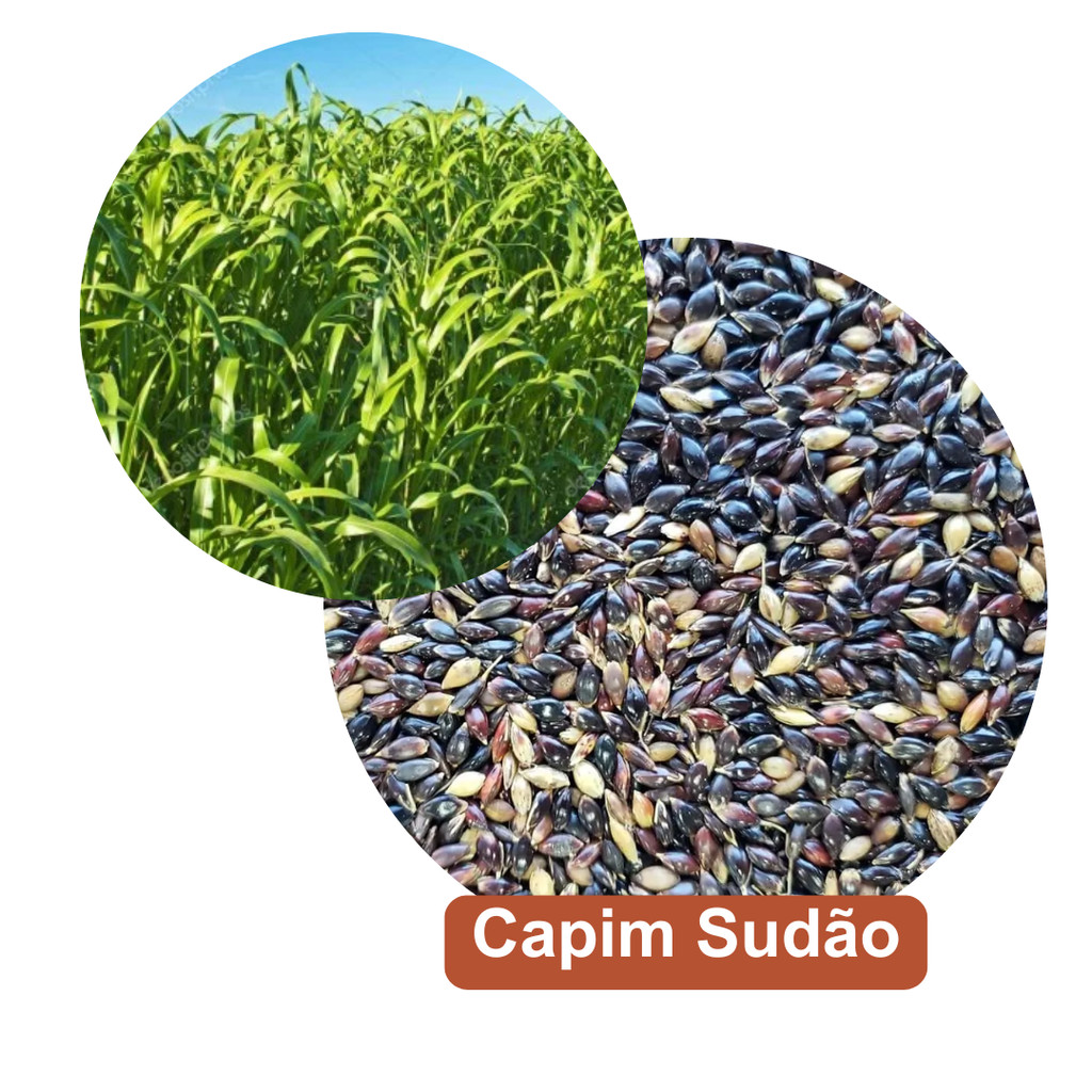 Semente de Capim Sudão | Shopee Brasil
