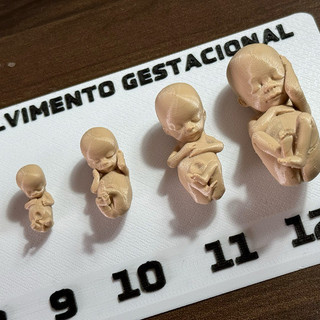 Tabela Gestacional Fetos Em 3d Plástico Cor Natural Com Base | Shopee ...