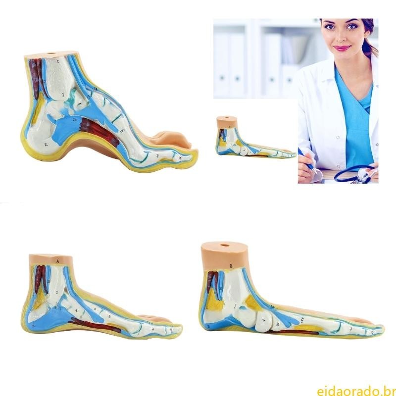 Normal Anatomia Do Pé Modelo Anatômico Tornozelo | Shopee Brasil