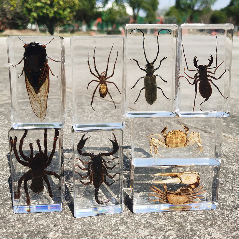 New Real Insect Specimens Transparent Resin Spider Autumn Beetle Beetle ...