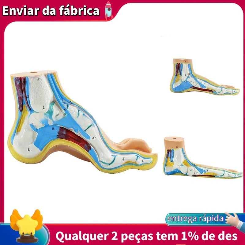Modelo De Anatomia Do Pé , Humano , Normal De Plano Arco Músculo Pés ...
