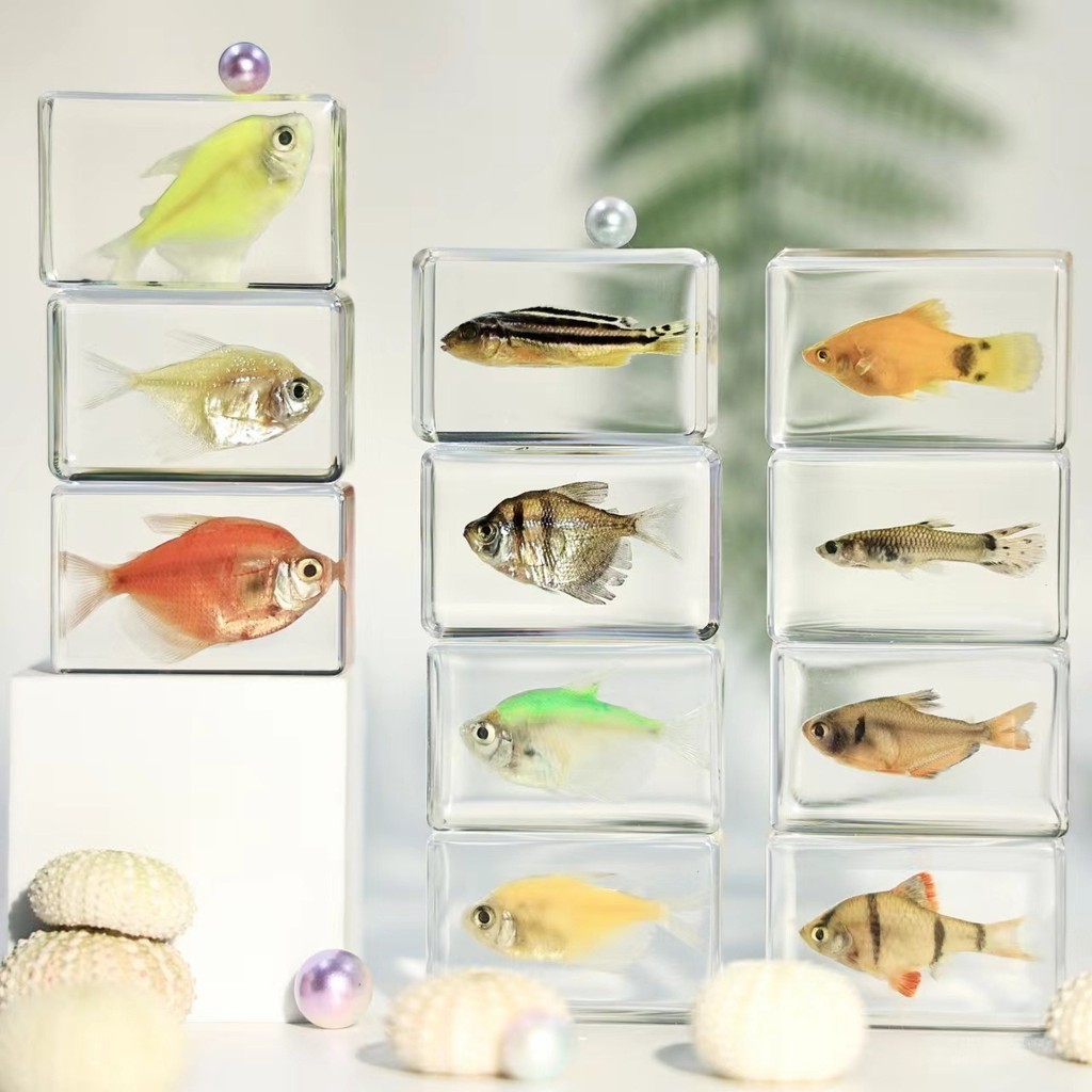 Real Marine Animal Resin Specimens Sea Tiger Fish River Kindergarten ...