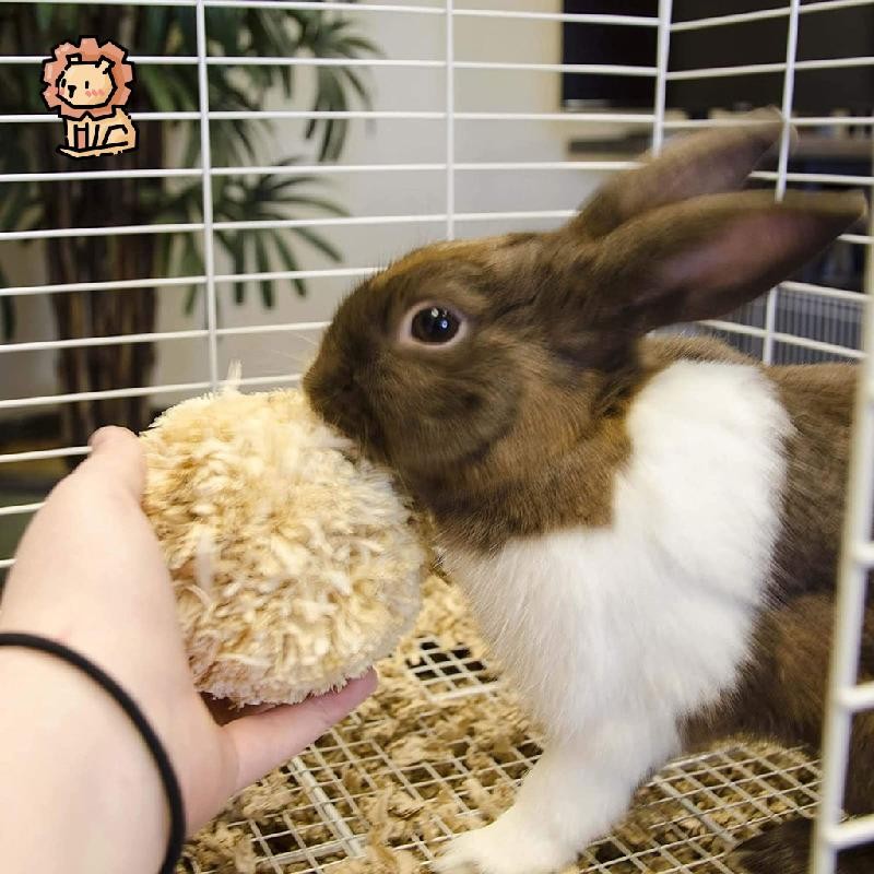 Porquinho-Da-Índia , Brinquedo , Mastigar , Coelho , hamster , Casca De ...