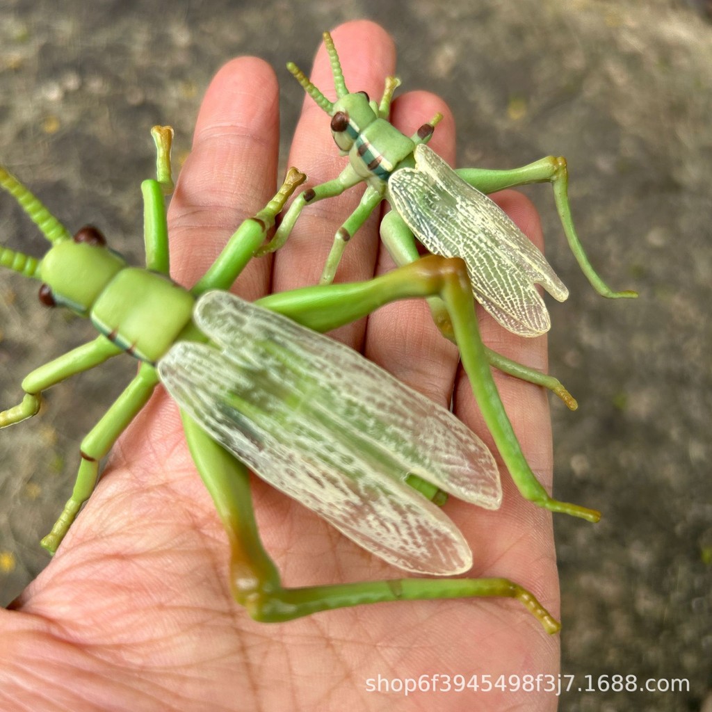 Simulação Sólida Gafanhoto Tartaruga Dourada Maratus Volans Hymenopus ...