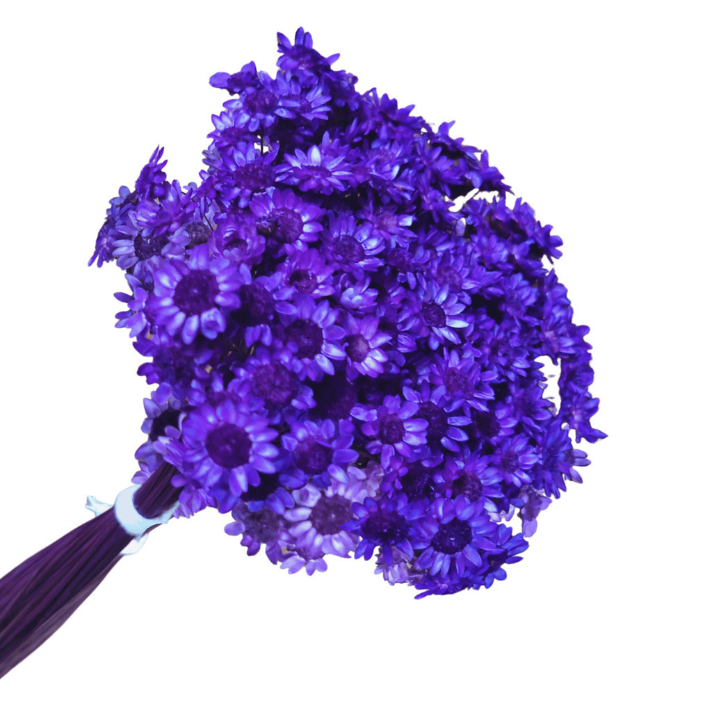 300 Sempre Viva Florzinha Roxo I Flores Desidratadas | Shopee Brasil
