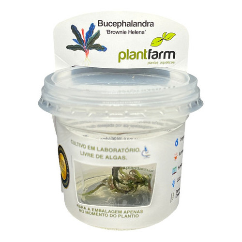 Bucephalandra 'brownie Helena' - PlantFarm In Vitro | Shopee Brasil
