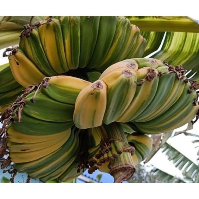 100 sements banana maos rezando variegata com manual de cultivo ENVIO ...