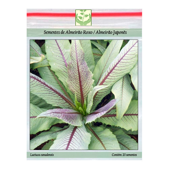 Sementes de Almeirão Roxo - Almeirão Japonês para plantio de Mudas ...