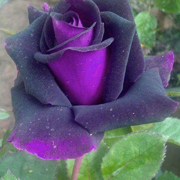 20 sementes da rara rosa roxa com manual de plantio ENVIO RÁPIDO III ...