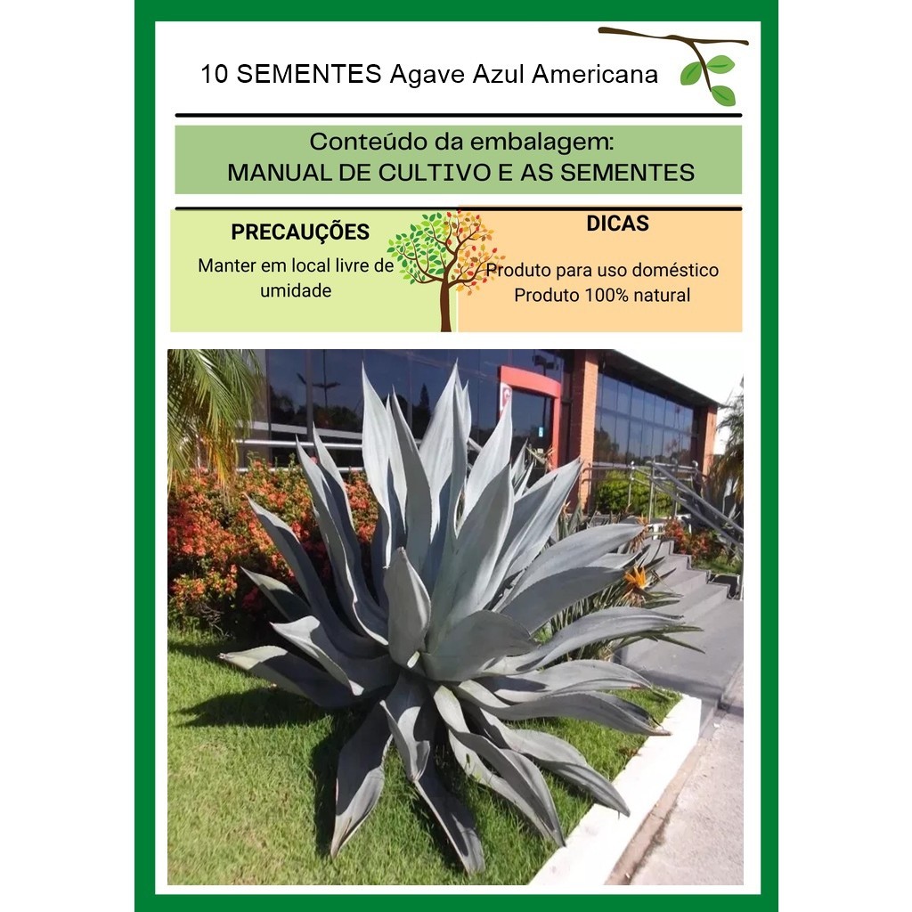 10 Sementes De Agave Azul Americana suculenta | Shopee Brasil