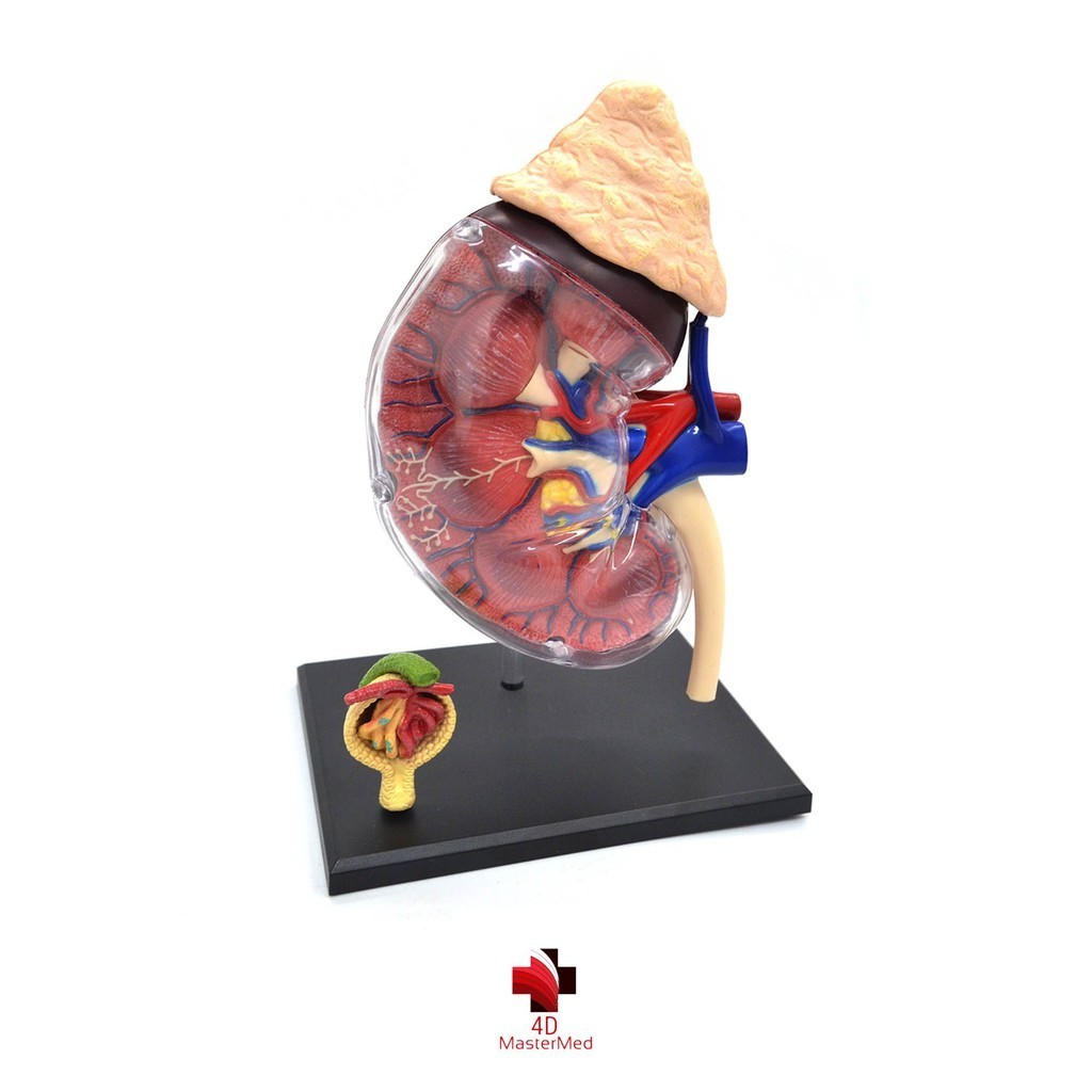 Anatomia do Rim - 4D MasterMed | Shopee Brasil