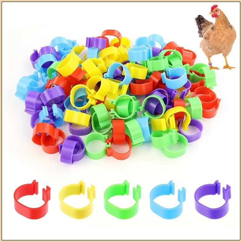 100 Pçs Banda De Identificação De Frango 5 Cores Anéis De Perna 16mm Pé ...