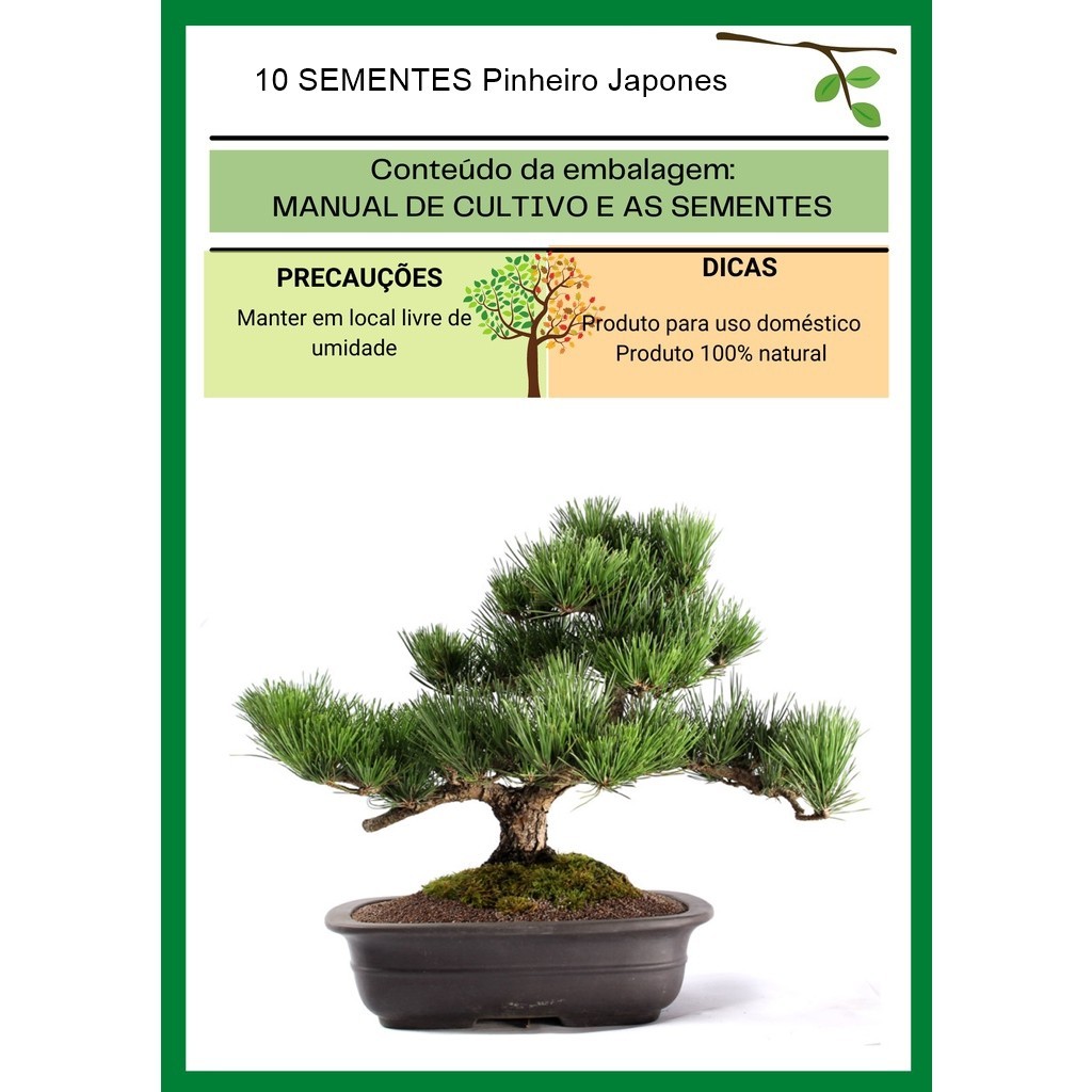 10 Sementes Pinheiro Negro Japones Bonsai | Shopee Brasil