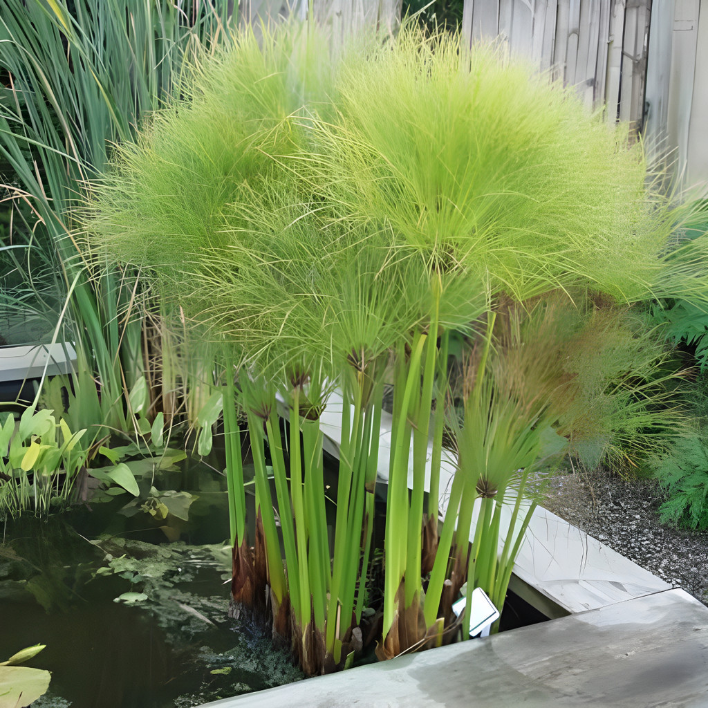 A 750 Sementes Papiro Anão Mini Papiro (cyperus Papyrus Nanus | Shopee ...