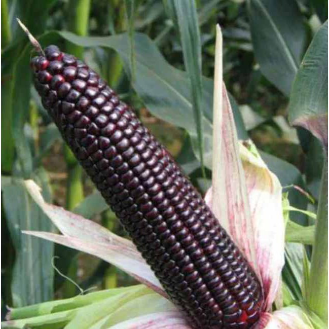 Sementes de Milho Vegetal Roxo Doce Glutinoso Cera (200 500 sementes ...