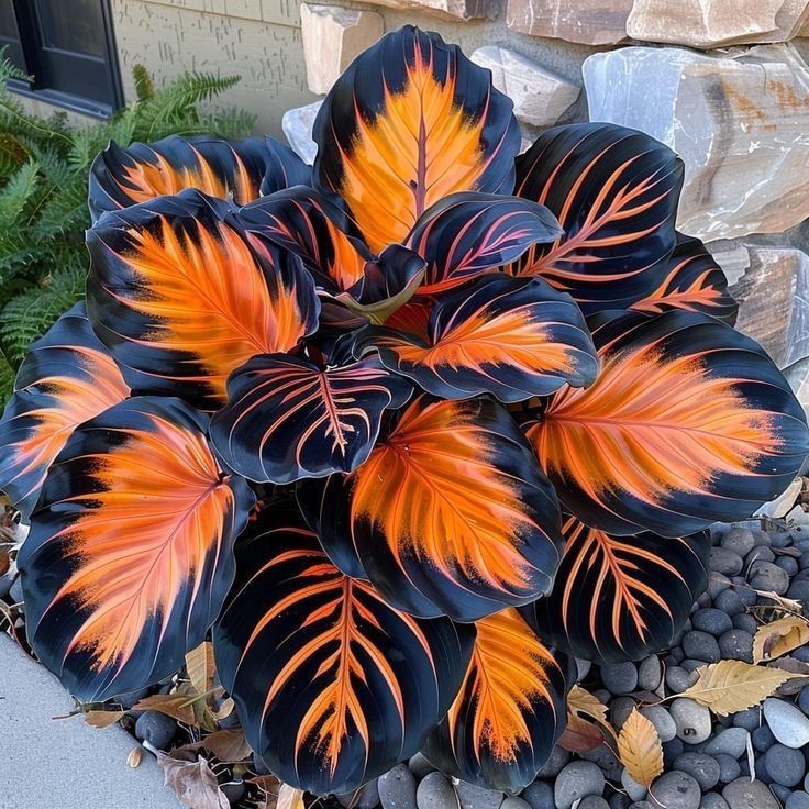 Caladium galapagos100 sementes com manual de cultivo | Shopee Brasil