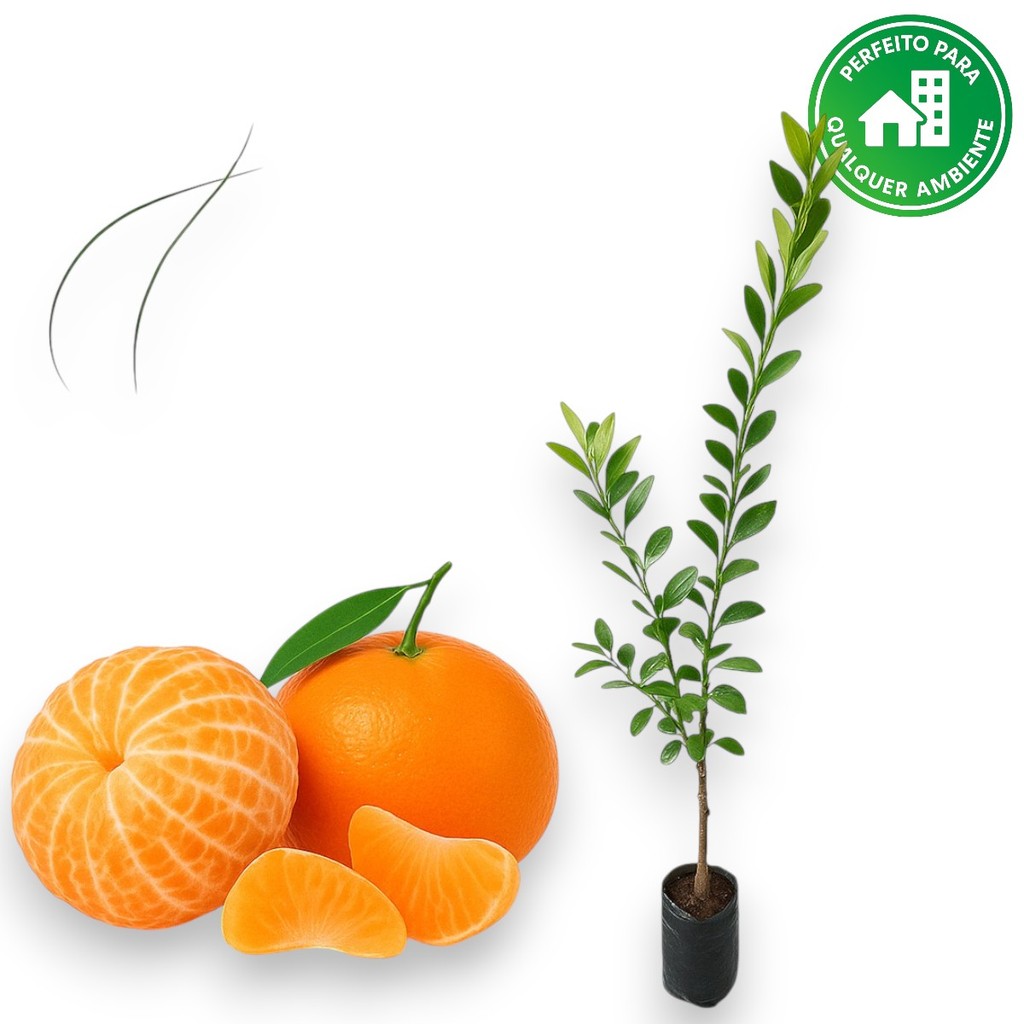 Muda Bergamota Japonesa Enxertada 70cm - 1 Frutífera | Shopee Brasil
