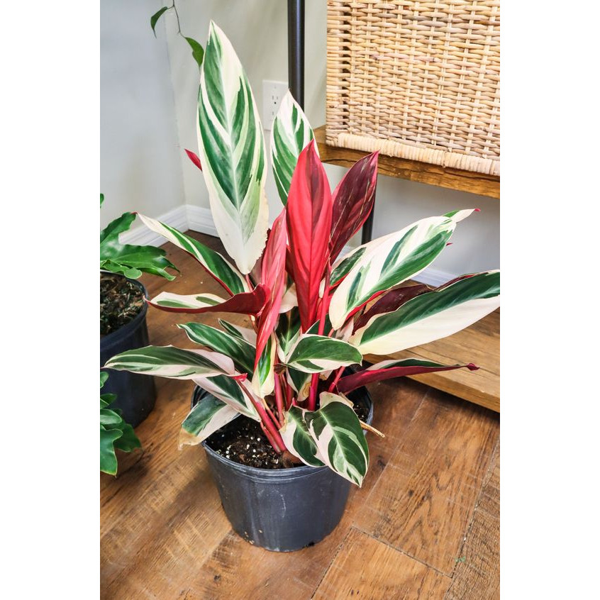 100 sements calanthea triostar com manual de cultivo | Shopee Brasil
