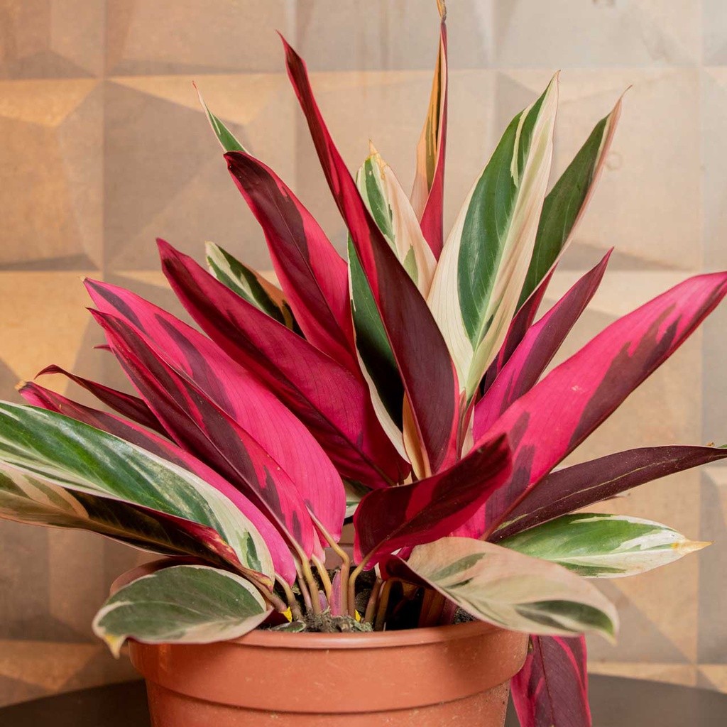100 sements maranta triostar com manual de cultivo | Shopee Brasil