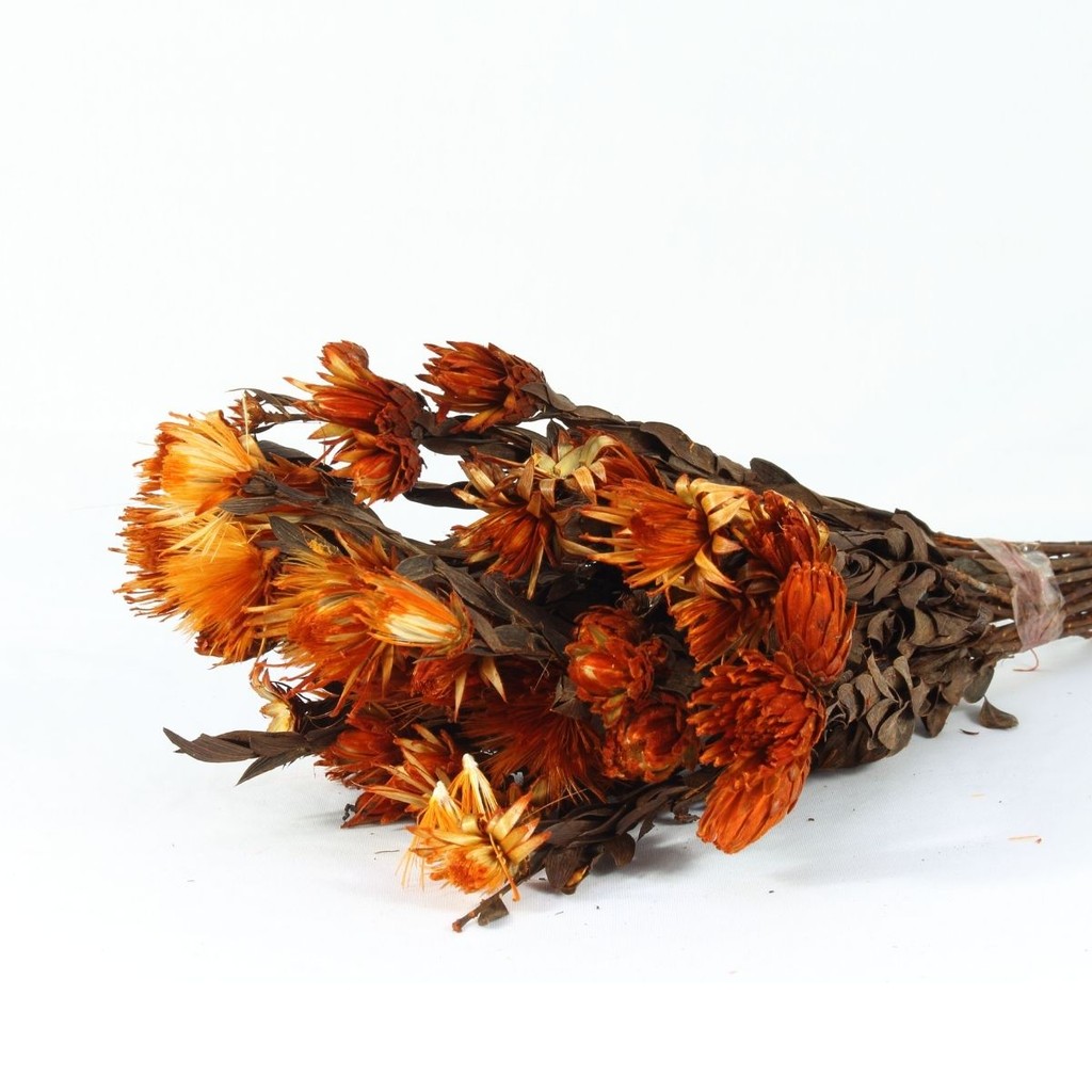 Planta Seca Arapurama Desidratada Laranja | Shopee Brasil