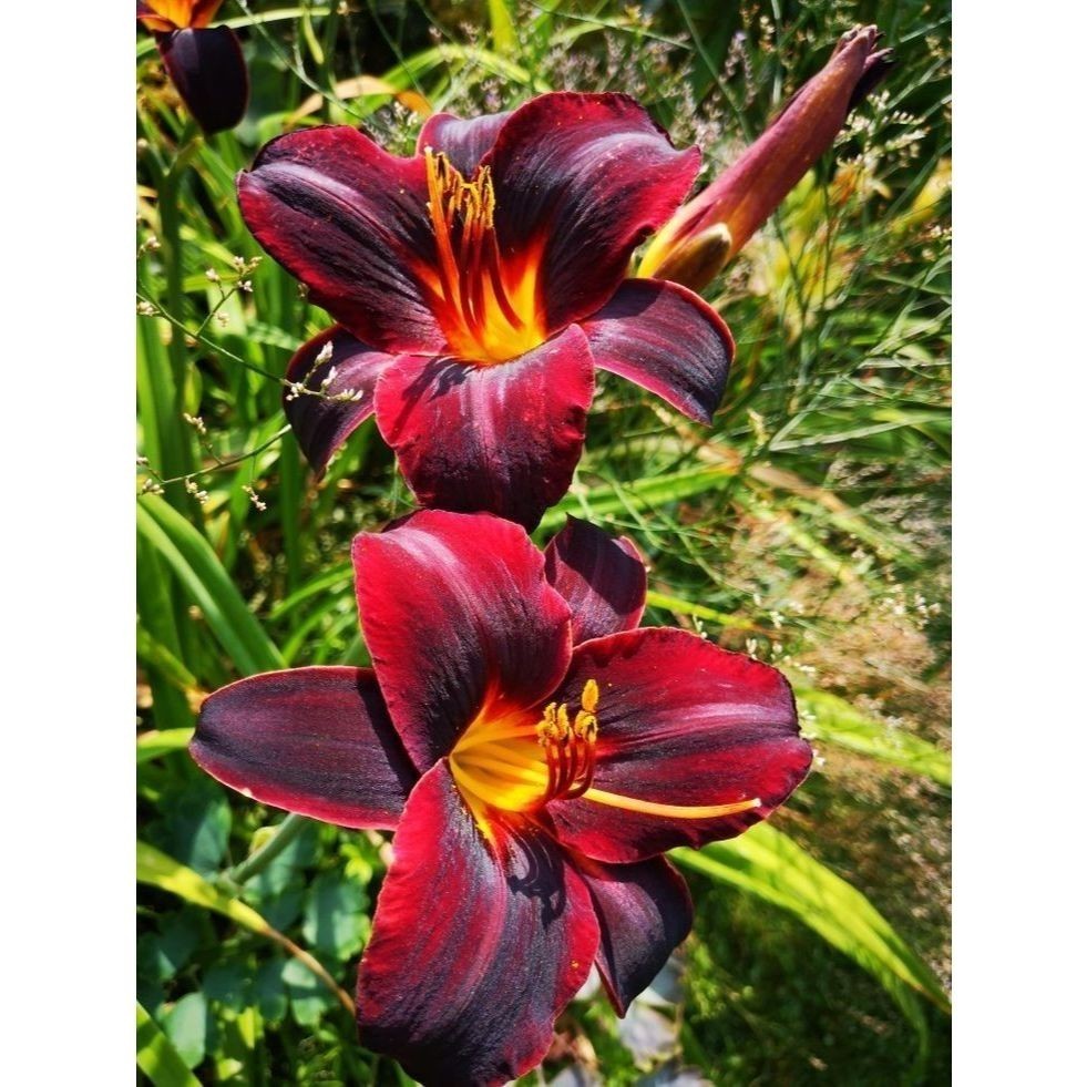 100 sementes lirios Lirio do Vento (Lilium vento)com manual de cultivo ...