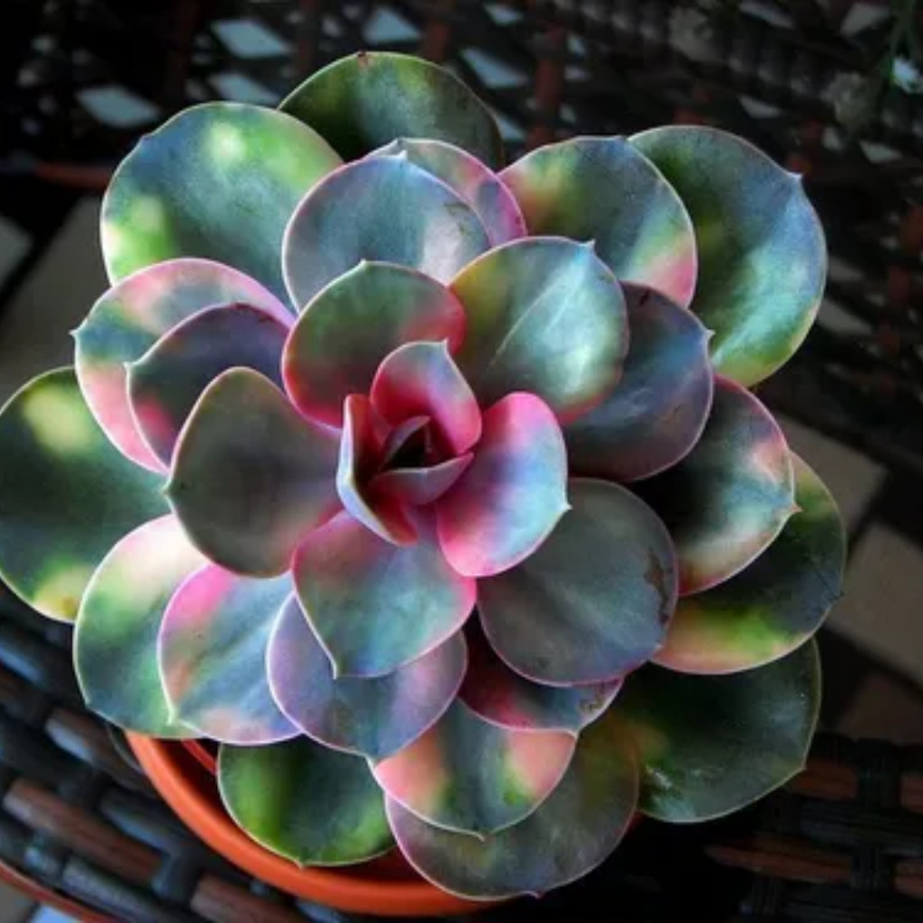 10 sementes de suculenta hibrida colorida k9 ll | Shopee Brasil