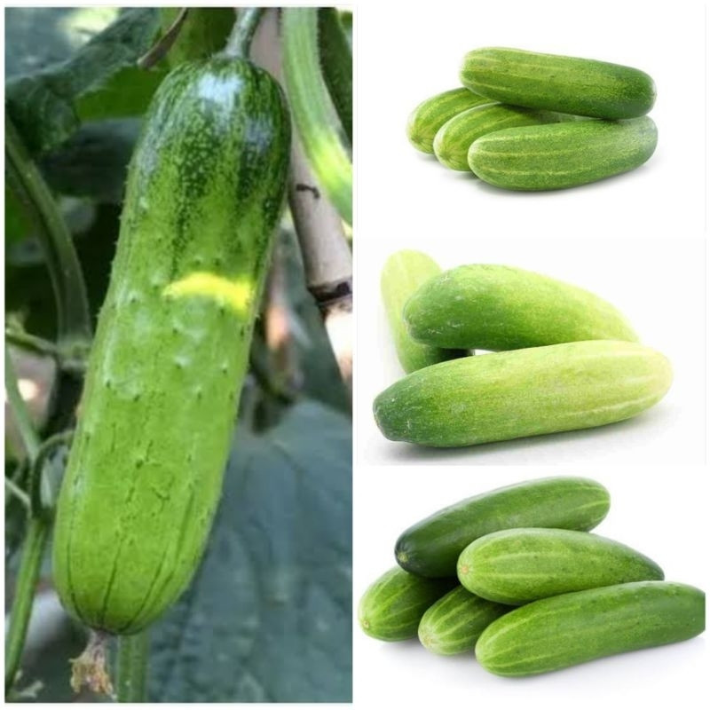 Pepino Matipuno 200 500 Sementes (Pçs/Pacote) Pipino | Shopee Brasil