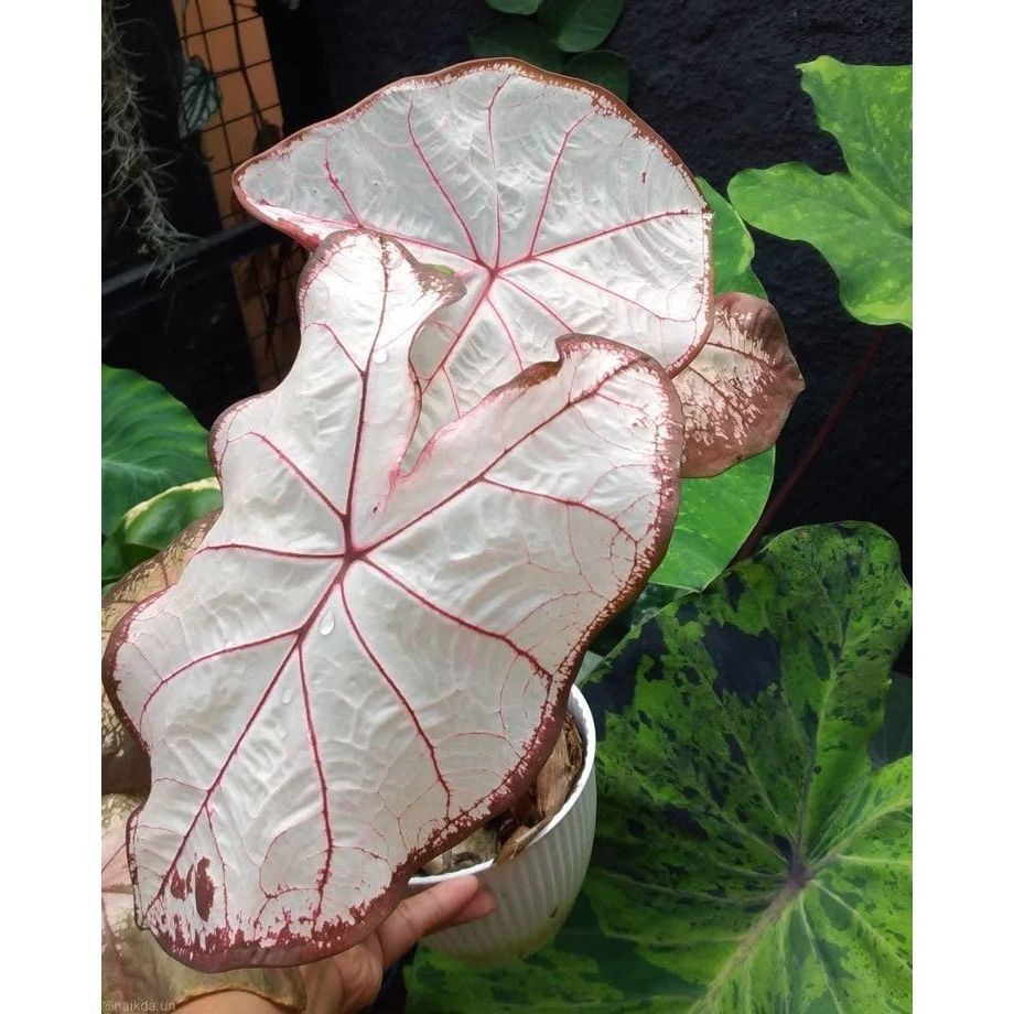 100 sementes caladium Freckles com manual de cultivo pronta entrega ...