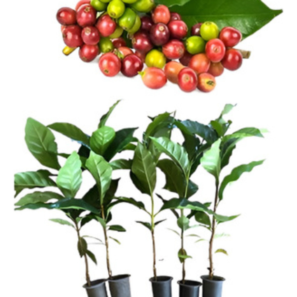 Café Conilon 1000 Sementes Mudas - Prontas Para Plantio | Shopee Brasil