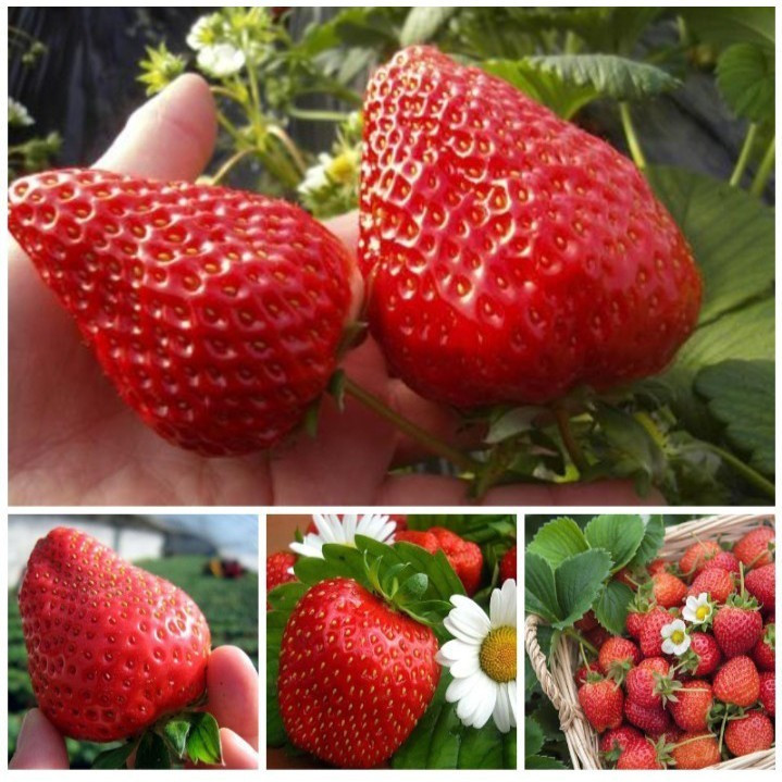 pacote 1000 Sementes de morango vermelho gigante | Shopee Brasil