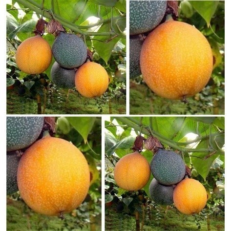 PROMOÇÃO 100 Semente Maracuja Granadilha + Doce P/ Granadilla Mudas ...