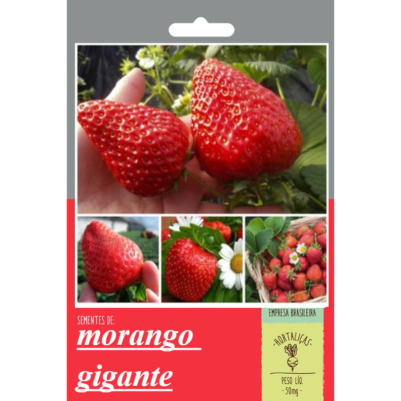pacote Sementes sementes Morango gigante vermelho | Shopee Brasil
