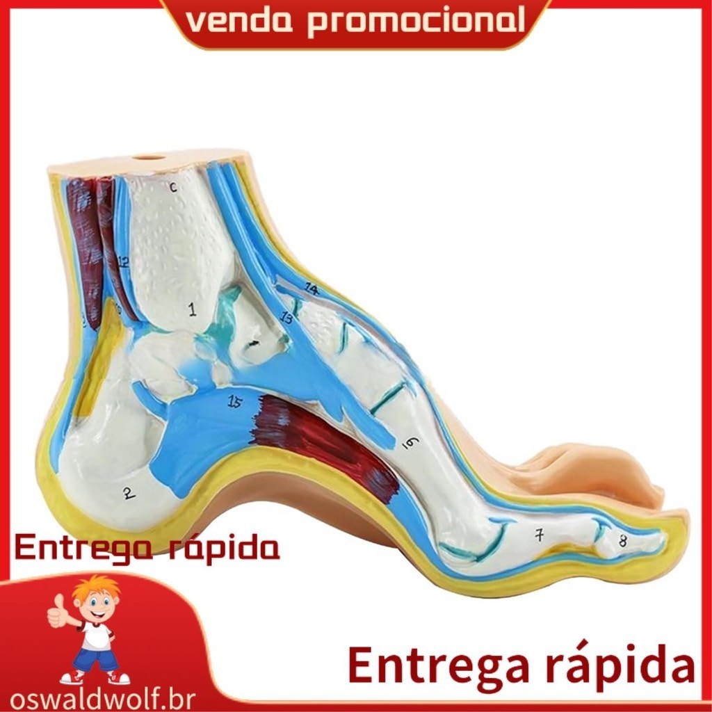 Modelo De Anatomia Do Pé , Humano , Normal De Plano Arco Músculo Pés ...