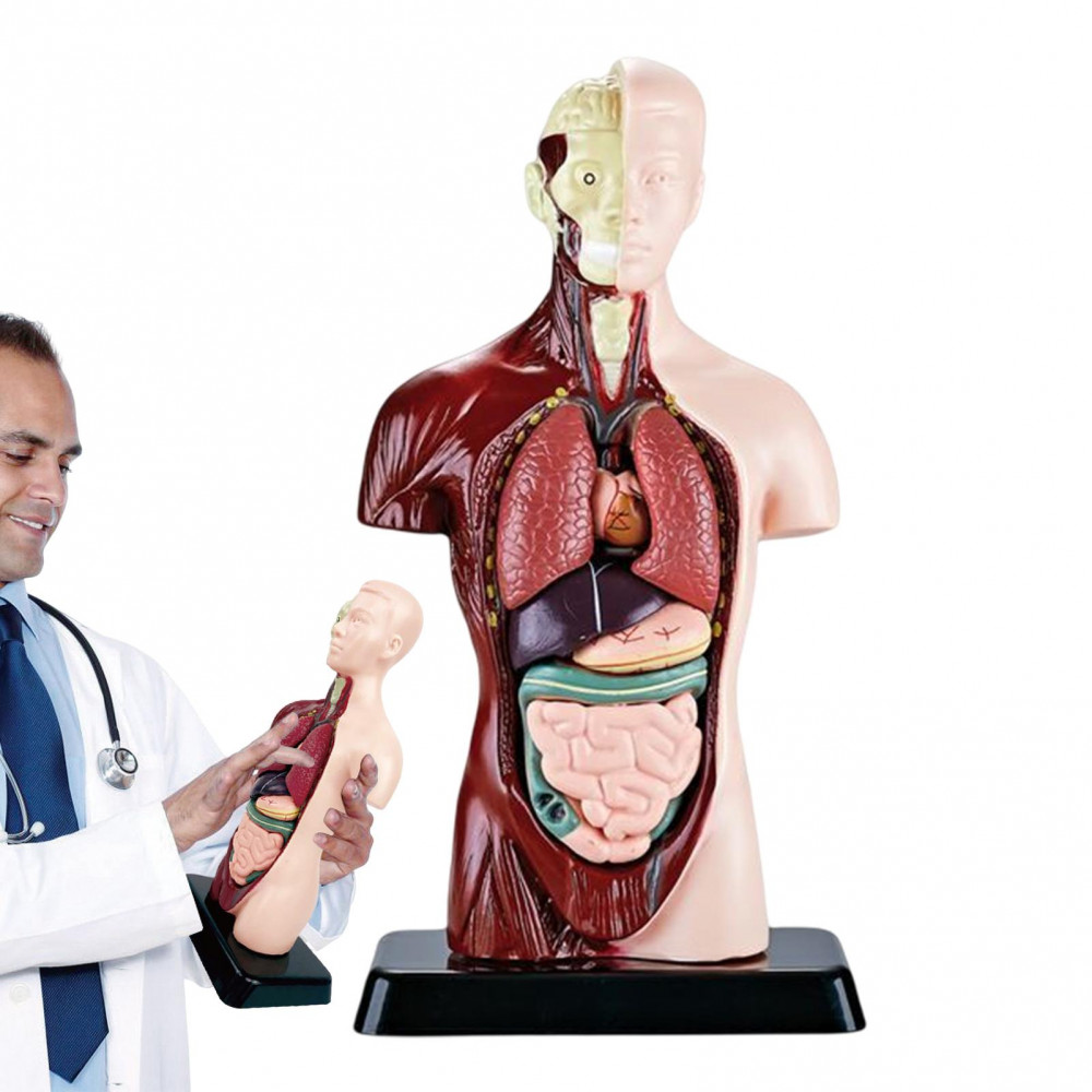 Modelo De Corpo Humano Para Crianças , 6 Peças Removíveis Torso ...