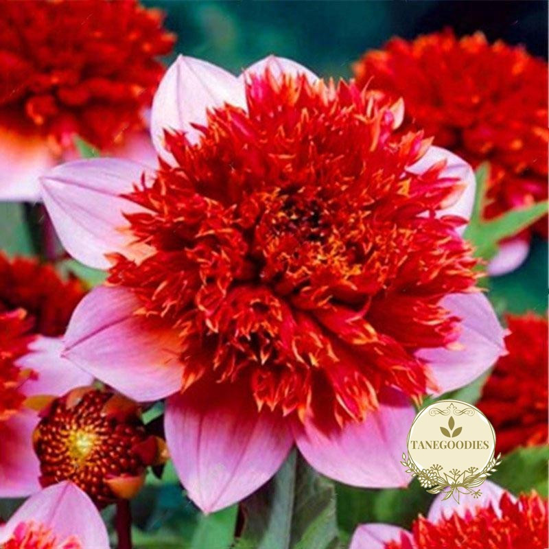 Pcs/Pack Dahlia 200 500 Sementes Bulbos de Dália Plantas Exóticas Raras ...