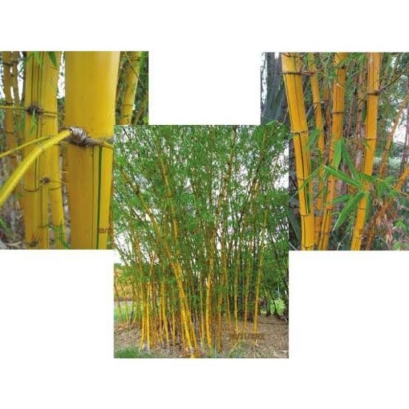 100 sementes bamboo Vulgaris Imperial | Shopee Brasil