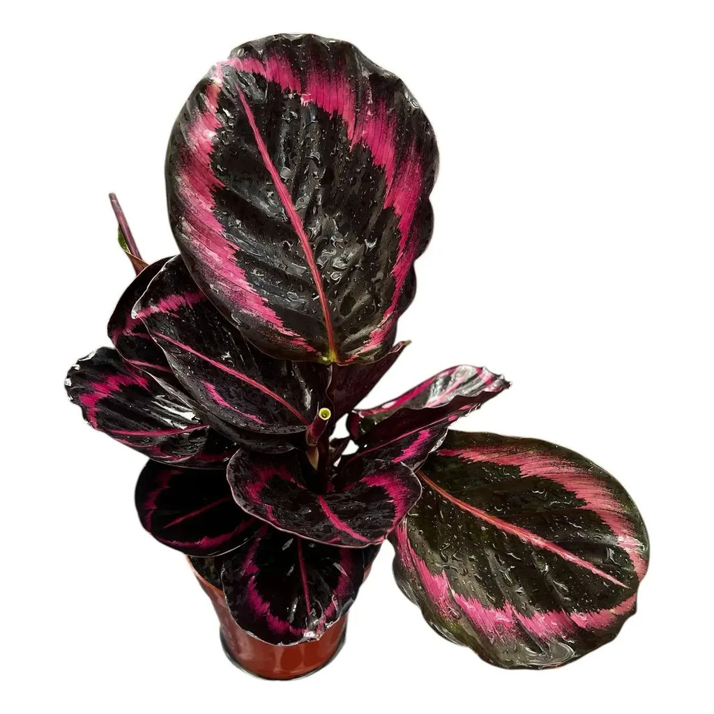 Calathea Rubi Folha Rosa Rara Maranta Planta Natural C/vaso | Shopee Brasil