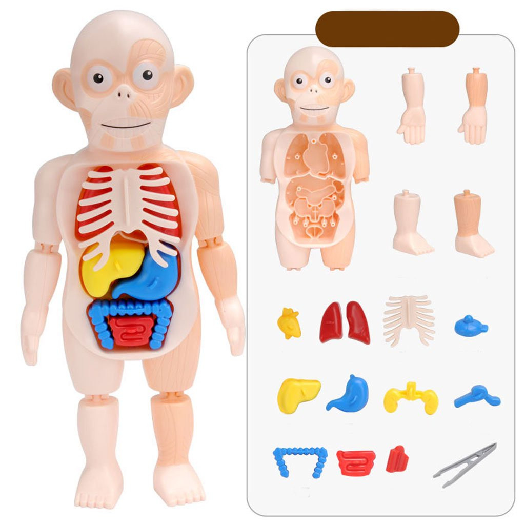 Brinquedo Kit Medico Educativo Boneco Corpo Humano 24cm 13 Peças Doctor ...