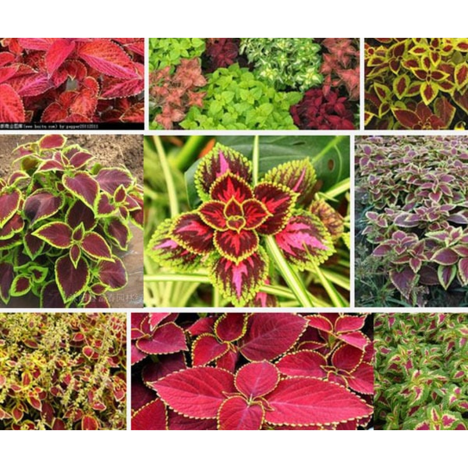 Coleus Arco Íris Sortido 500 sementes y6 Il | Shopee Brasil