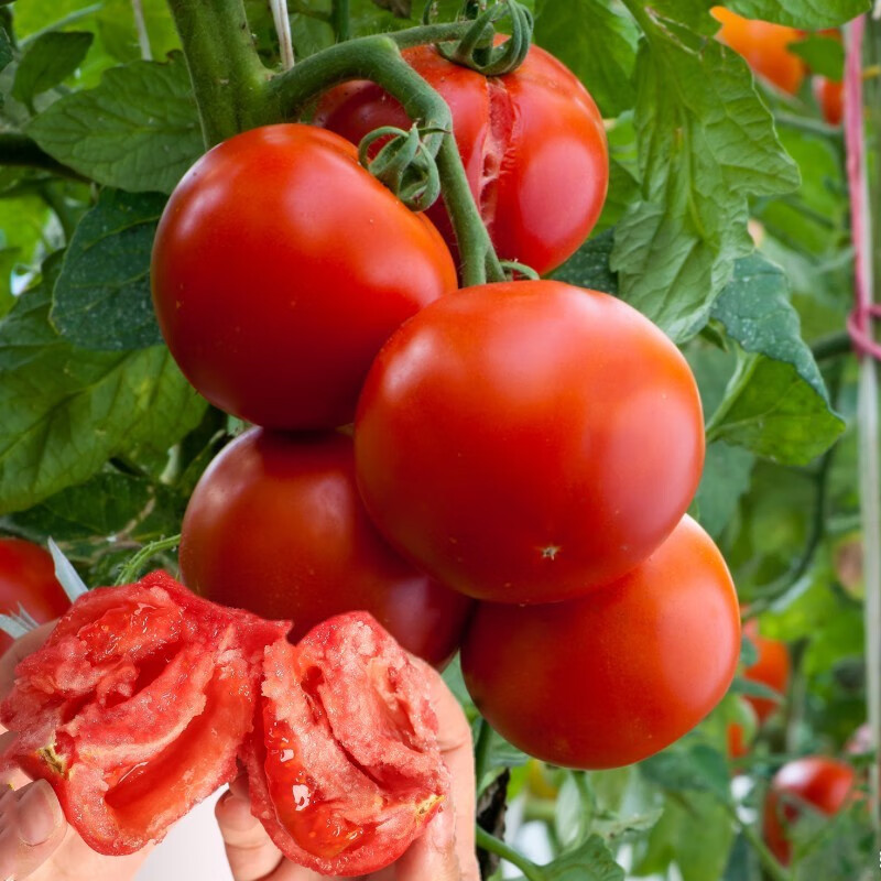 Tomates Gigantes de Alto Rendimento 200 500 Sementes - Sementes de ...