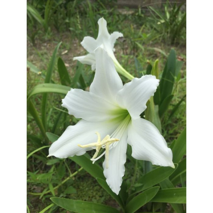 100 sements lirio white peace com manual de cultivo | Shopee Brasil