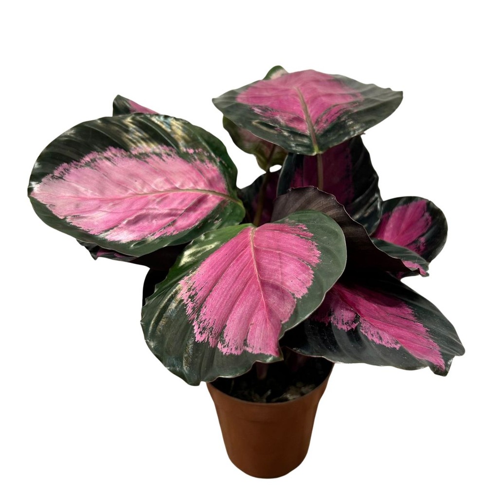 Maranta / Calathea Crimson Rosa Roseopicta | Shopee Brasil