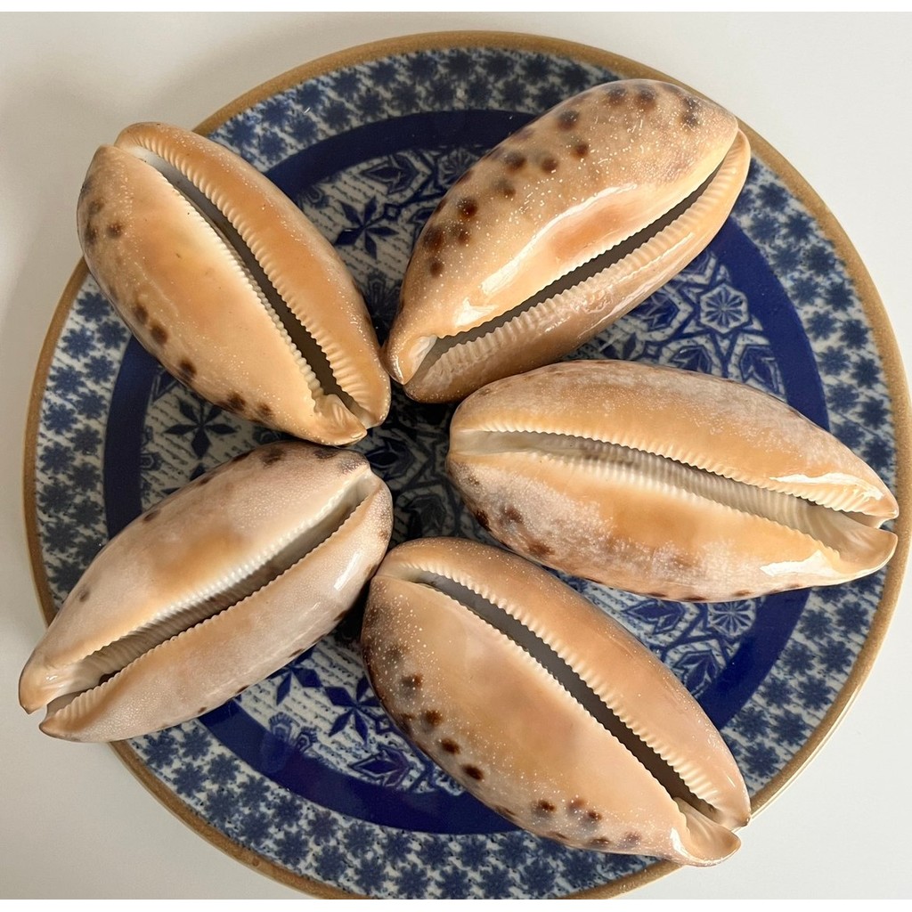 Concha do Mar Natural Cypraea Buzios MT3 | Shopee Brasil