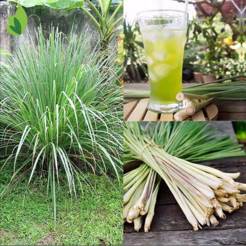 planta de capim-limão 200 500 Sementes | Shopee Brasil