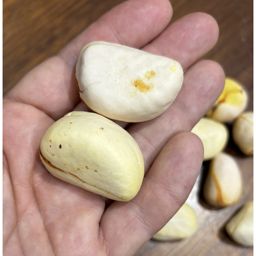 Obi Branco Nacional Molhado 10 Unidades Umbanda Candomblé | Shopee Brasil