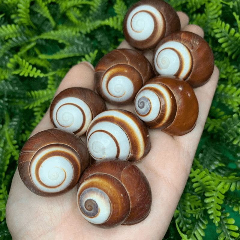 Concha do Mar Natural Caramujo H9 | Shopee Brasil