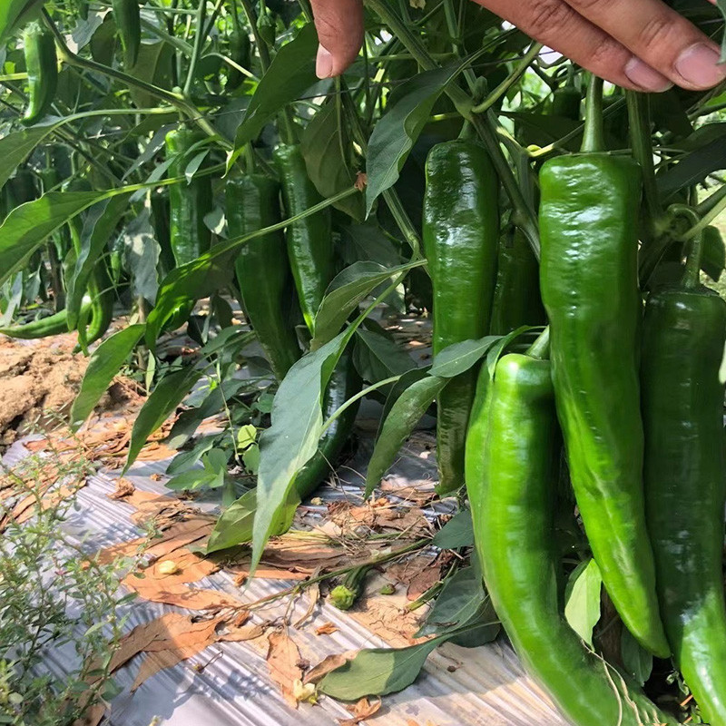 Pimenta Gigante Original Fresca de Chifre de Gado 200 500 Sementes pcs ...