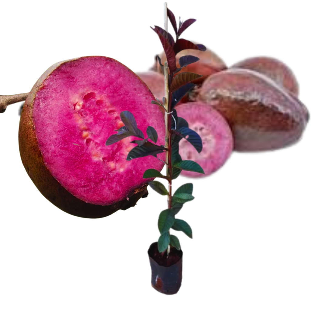 Muda Grande De Goiaba Roxa - Rápida Produção - Psdium guajava - 1 un ...